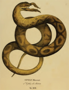 Edição 16 – Fevereiro de 2010 | Museu de Zoologia